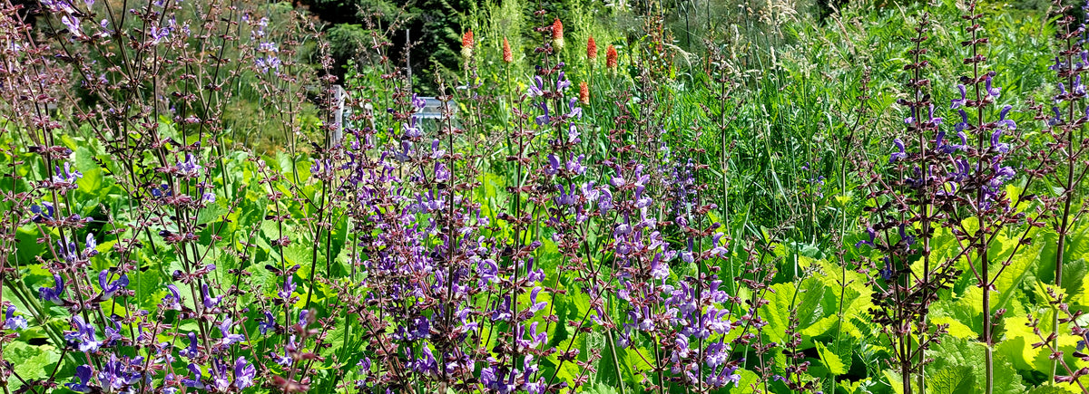 Flowers Eagleridge Seeds