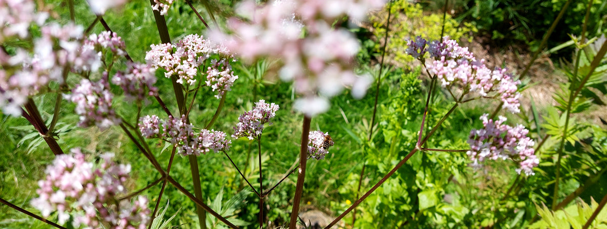 Herbs Eagleridge Seeds