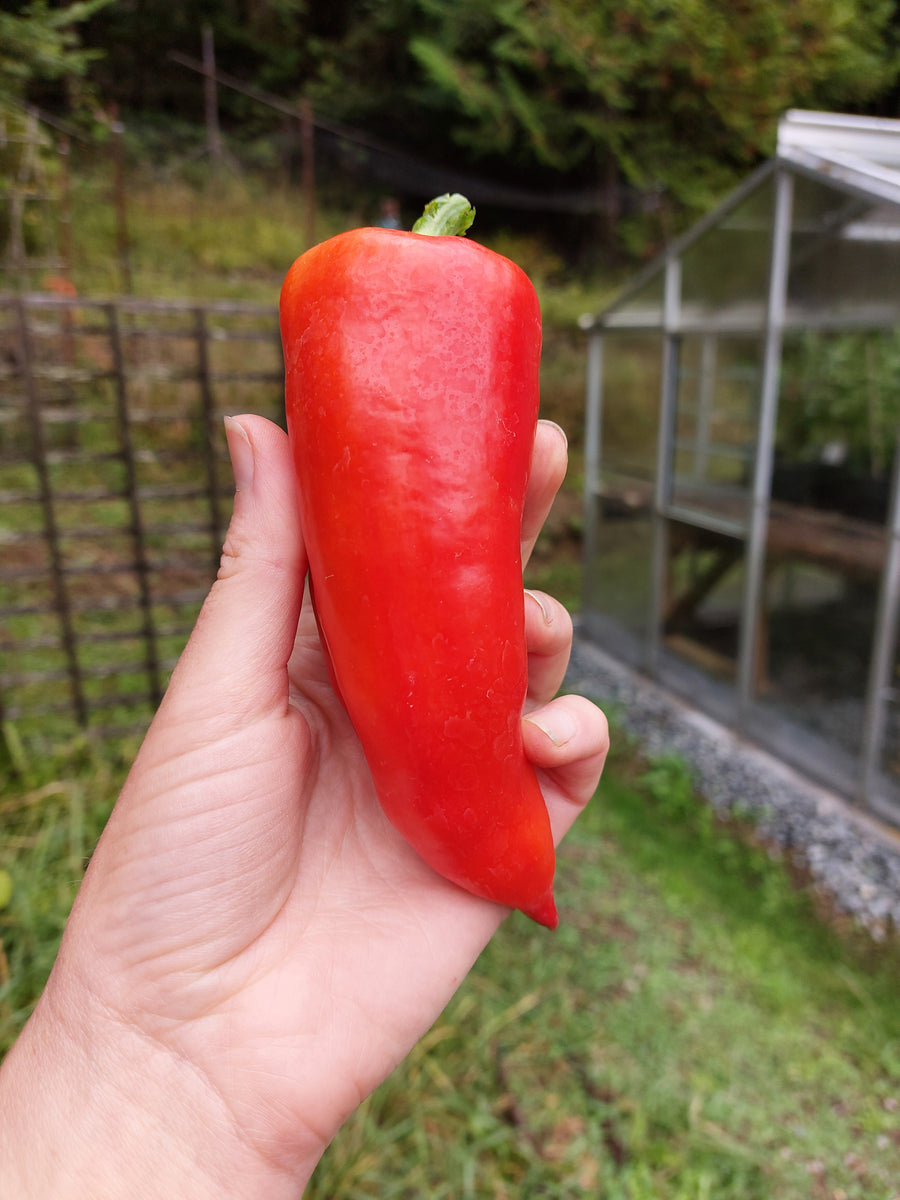 Kaloscai Pepper Endangered Eagleridge Seeds kaloscai-pepper-endangered-eagleridge-seeds
