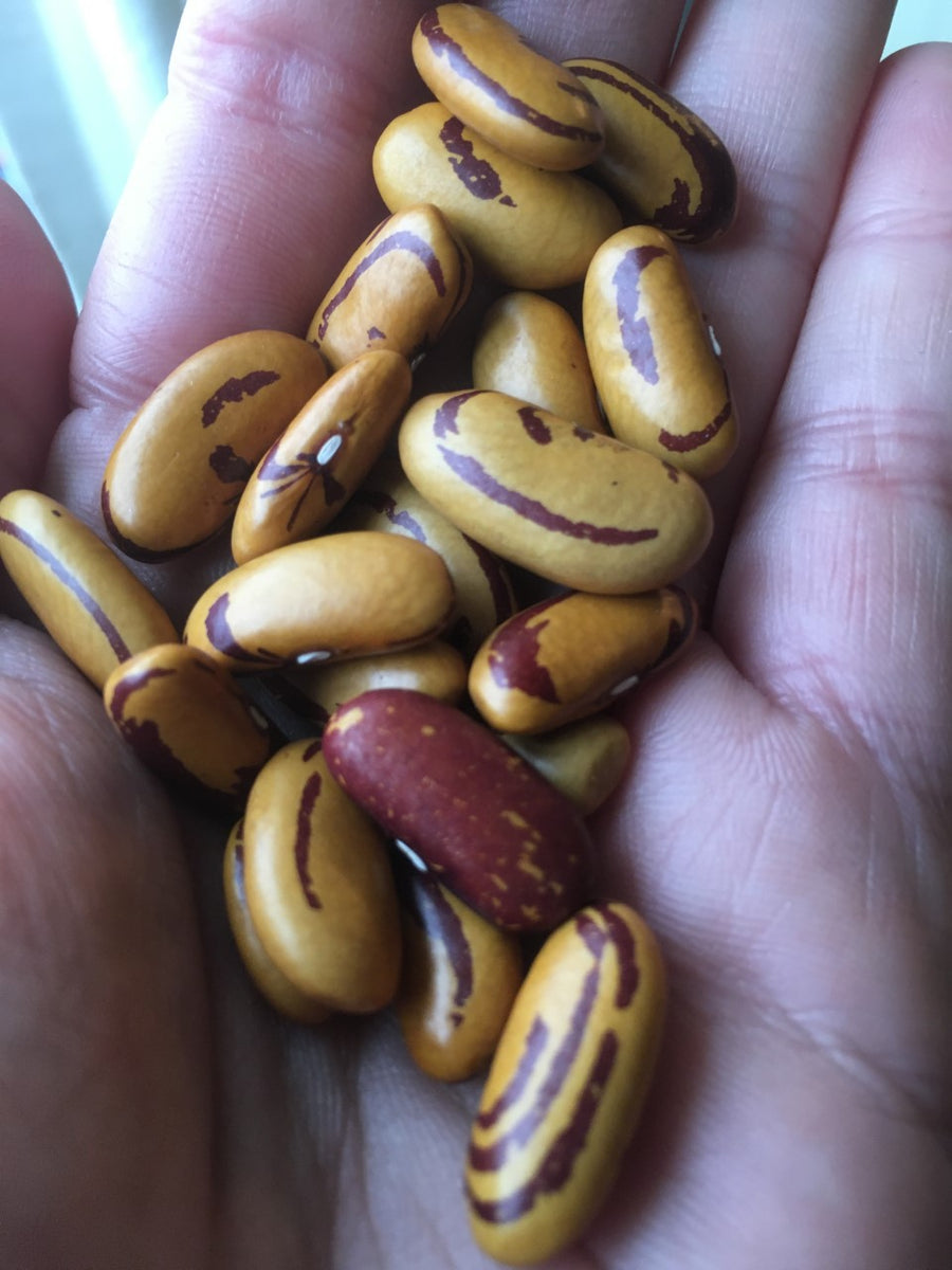 Tiger's Eye Bush Bean – Eagleridge Seeds