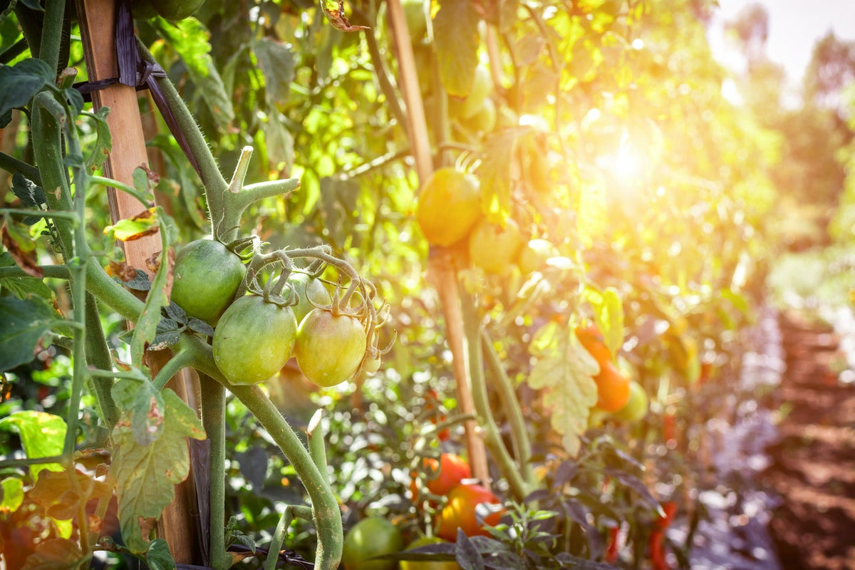 Early Bush Tomatoes – Eagleridge Seeds