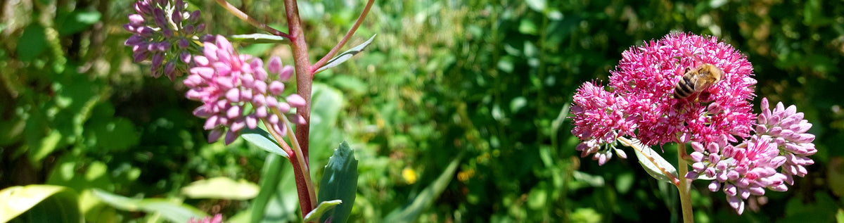 Bees – Eagleridge Seeds