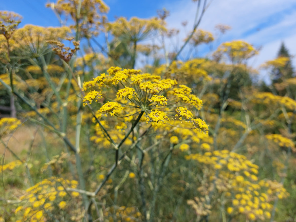 Copper Kettle Garden Bronze Fennel - NEW! – Eagleridge Seeds