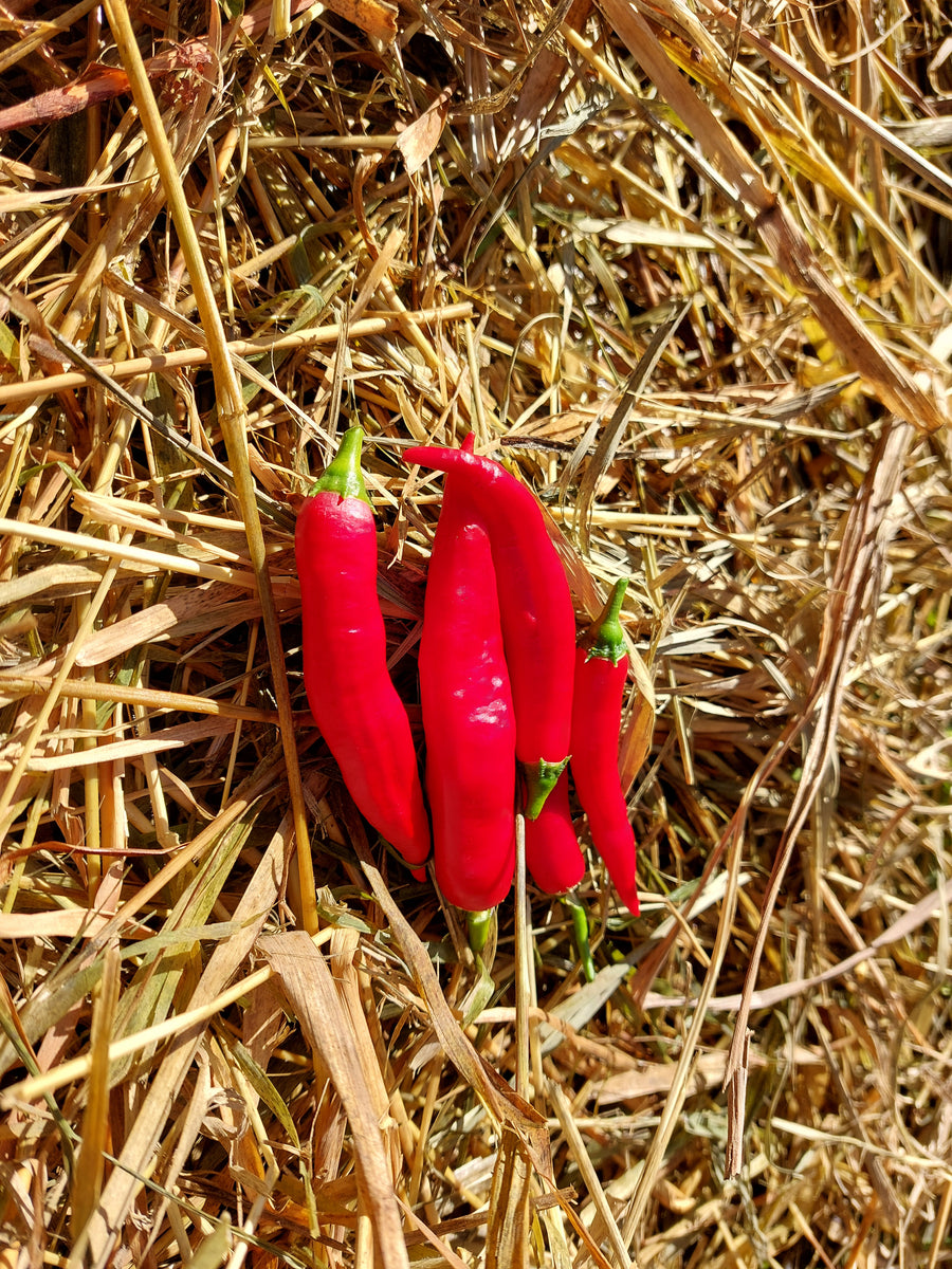 Hot Pepper - Aji Colorado - Rare – Eagleridge Seeds