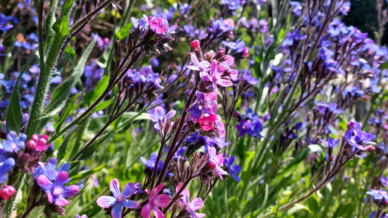 Anchusa azurea – Eagleridge Seeds