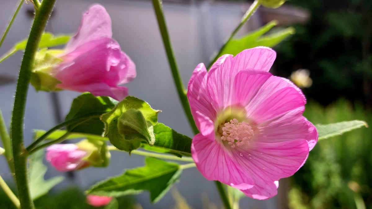 Kashmir Tree Mallow – Eagleridge Seeds