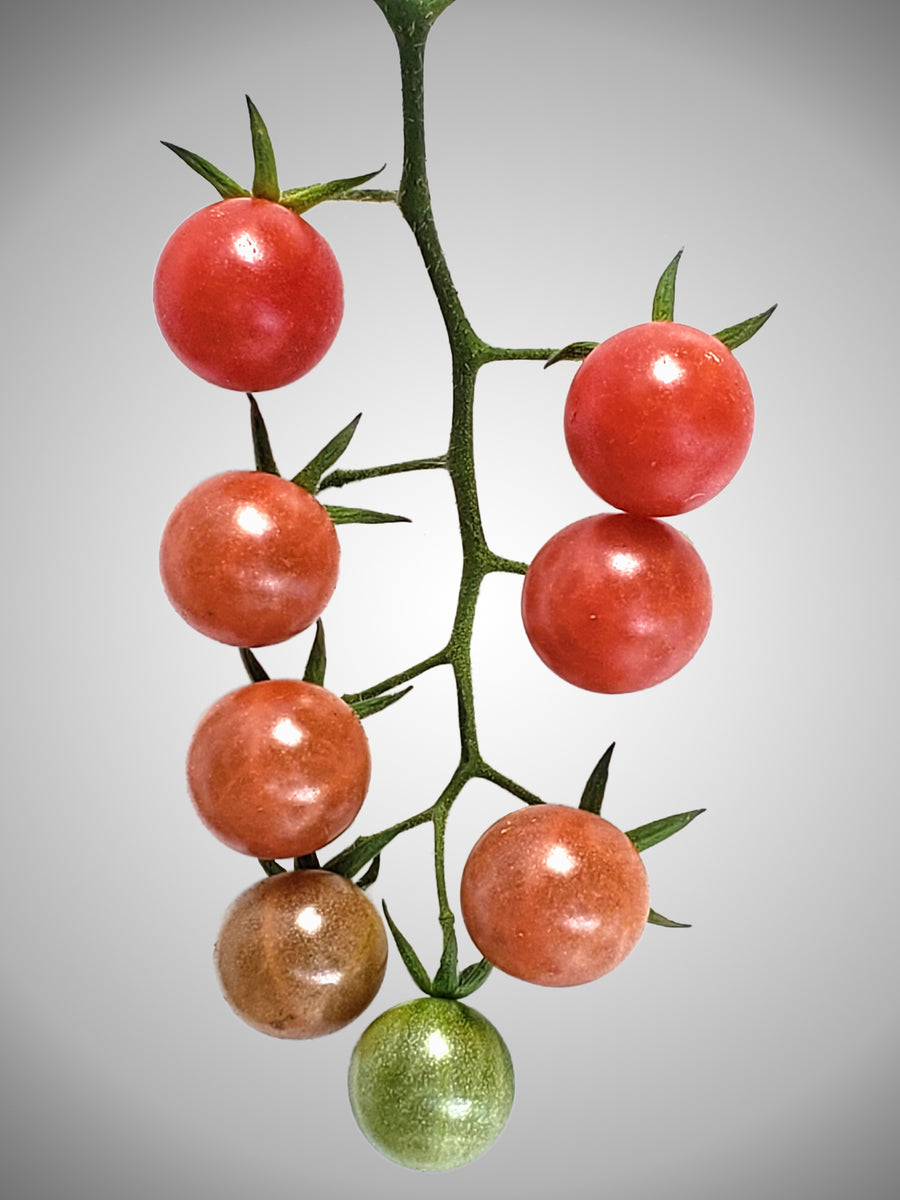 Florida Wild Everglades - Pearl Tomato – Eagleridge Seeds