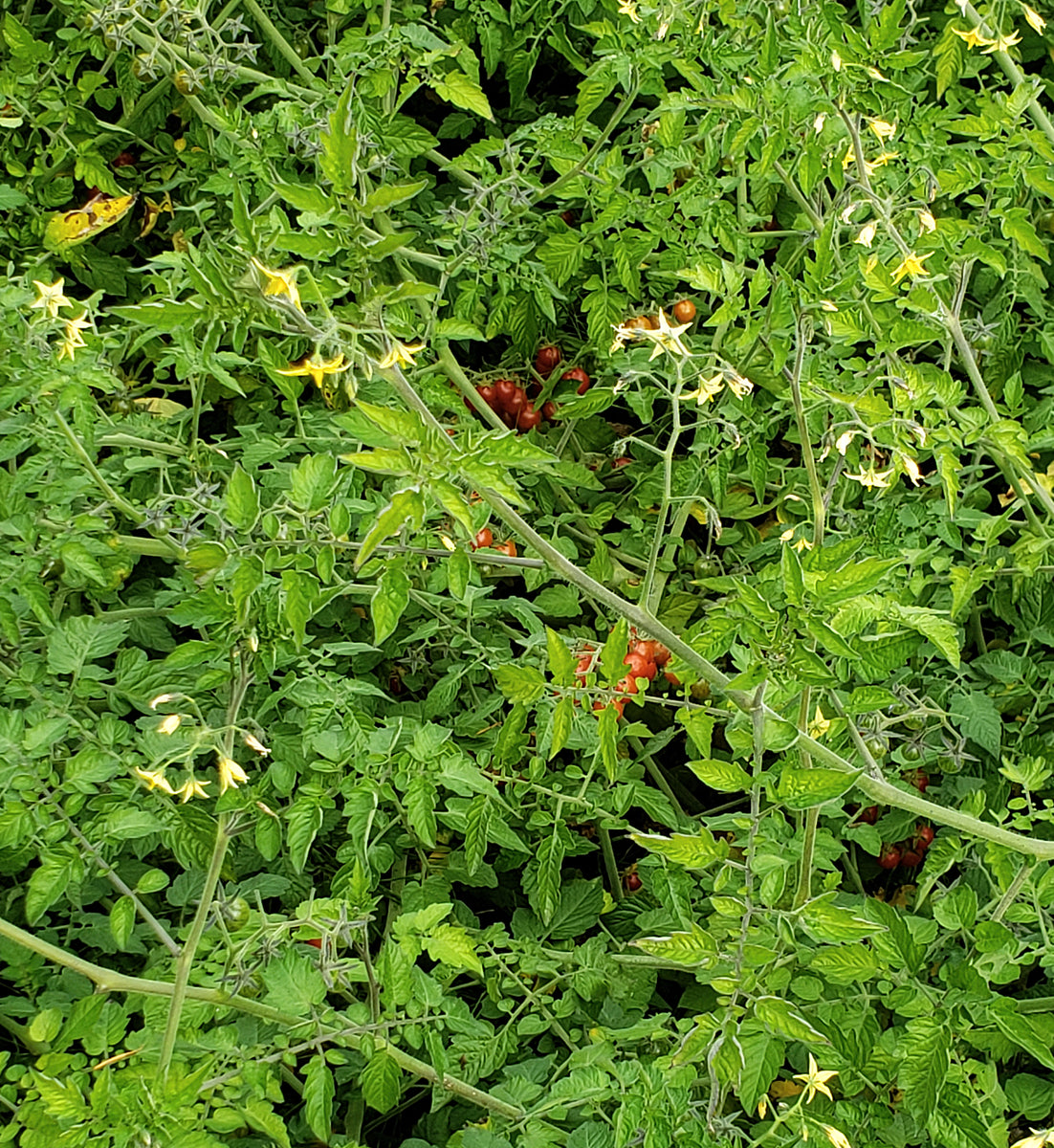 Florida Wild Everglades - Pearl Tomato – Eagleridge Seeds