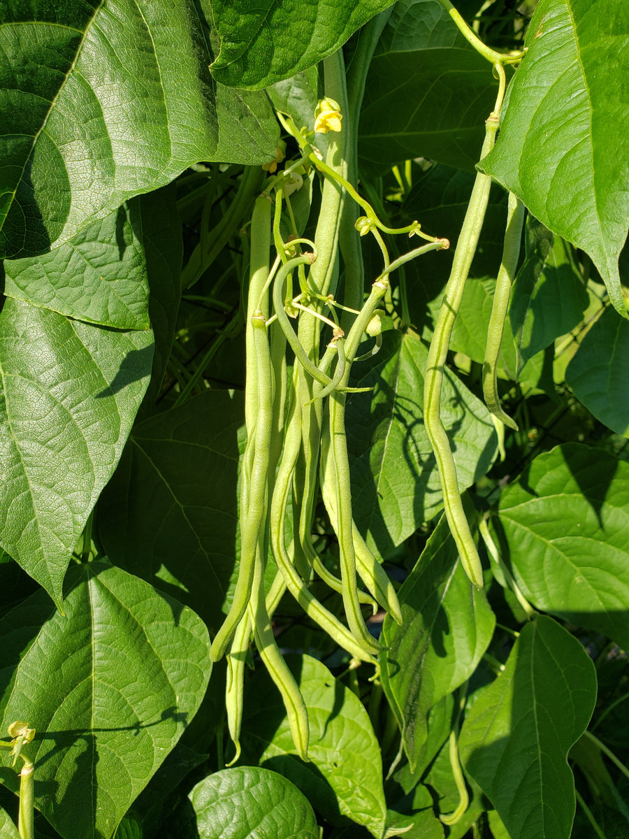 Fortex Filet Bean – Eagleridge Seeds