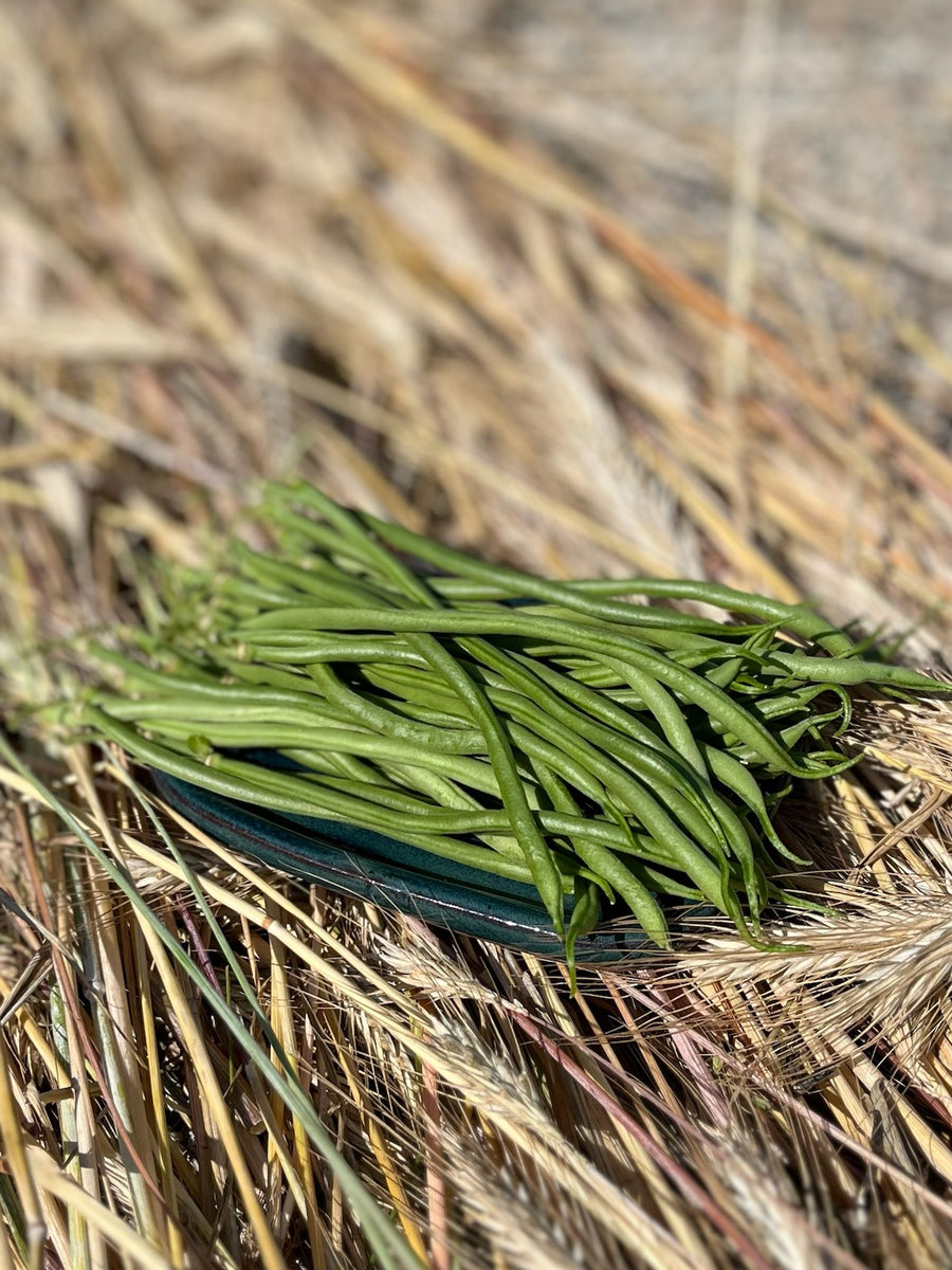 Fortex Filet Bean – Eagleridge Seeds