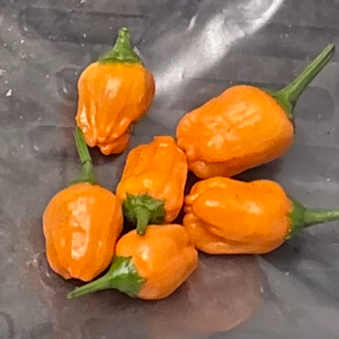 Aji Mango Hot Pepper – Eagleridge Seeds