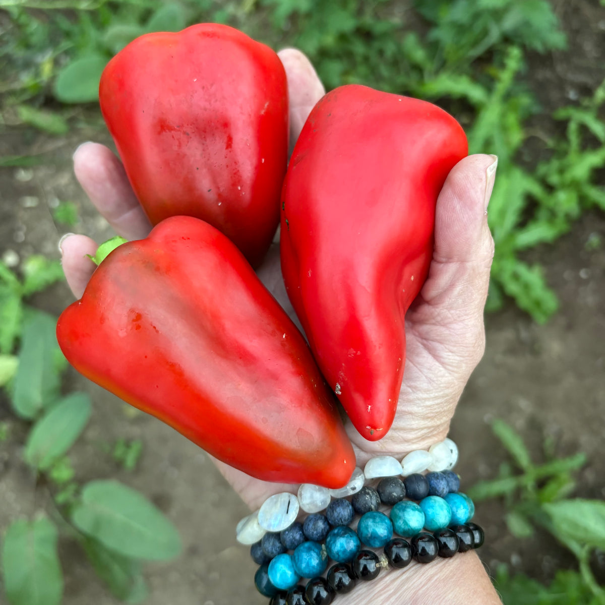 Apple Sweet Pimento - Sweet Pepper – Eagleridge Seeds