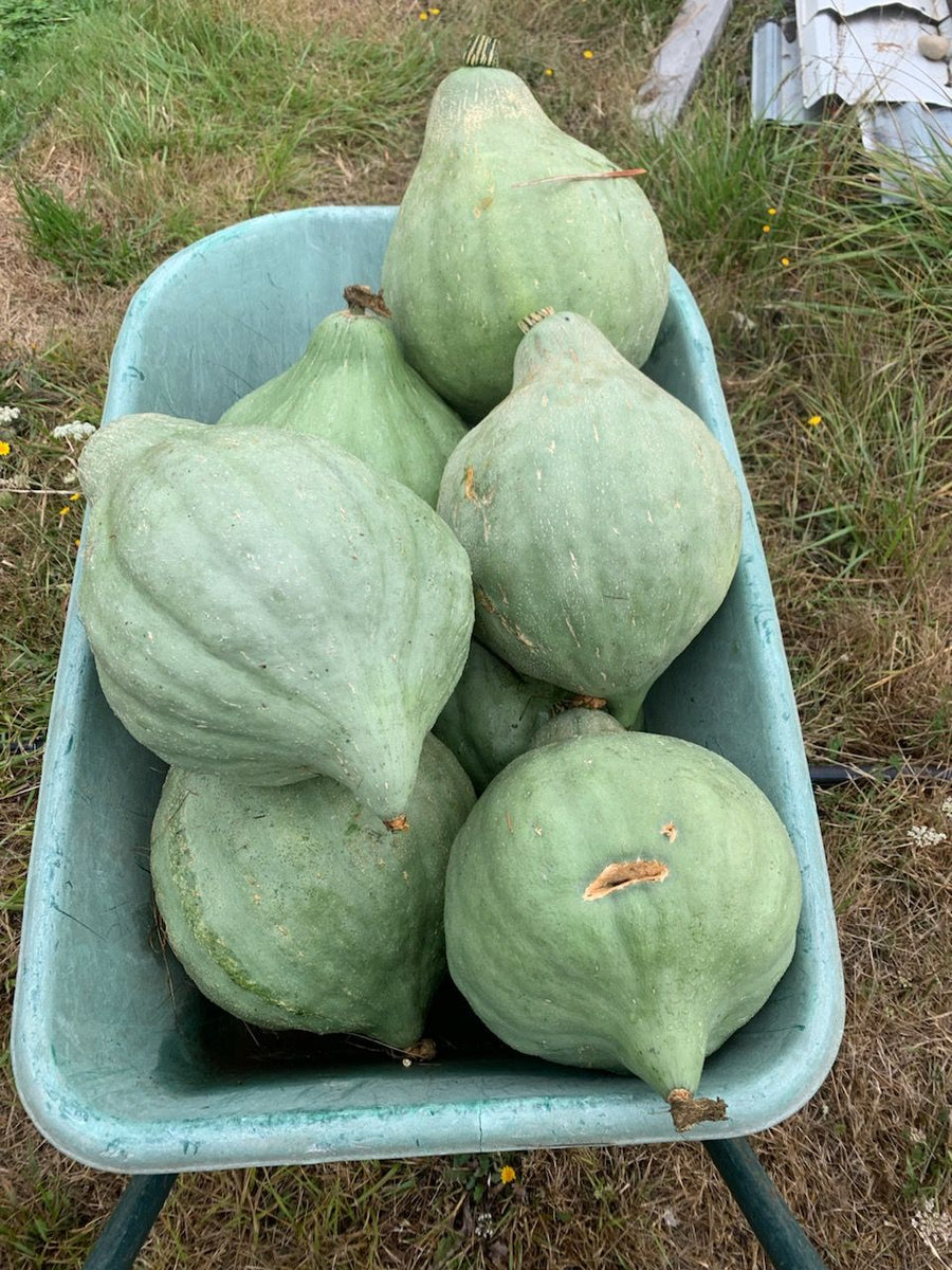 Winter Squash - Blue Hubbard - Very Rare – Eagleridge Seeds