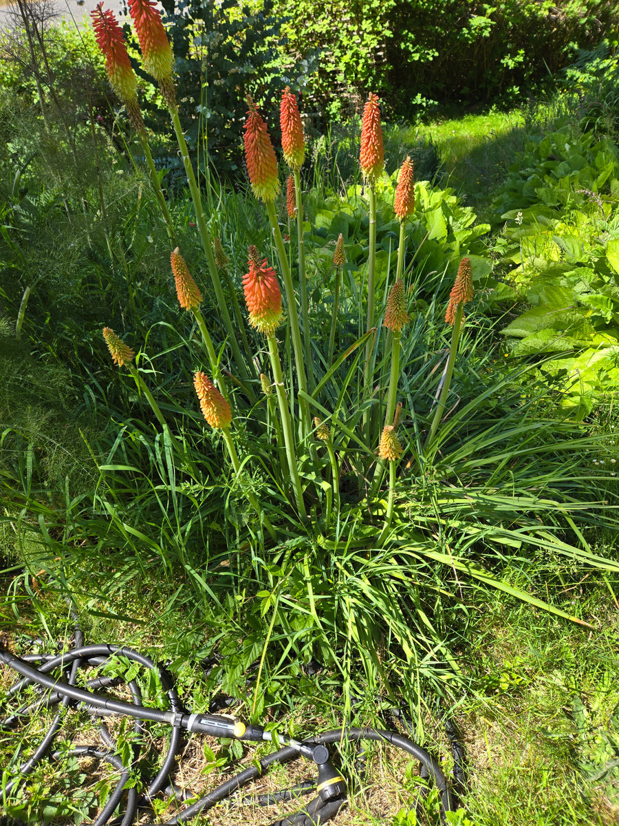 Kniphofia - Red Hot Poker - Perennial Flower – Eagleridge Seeds