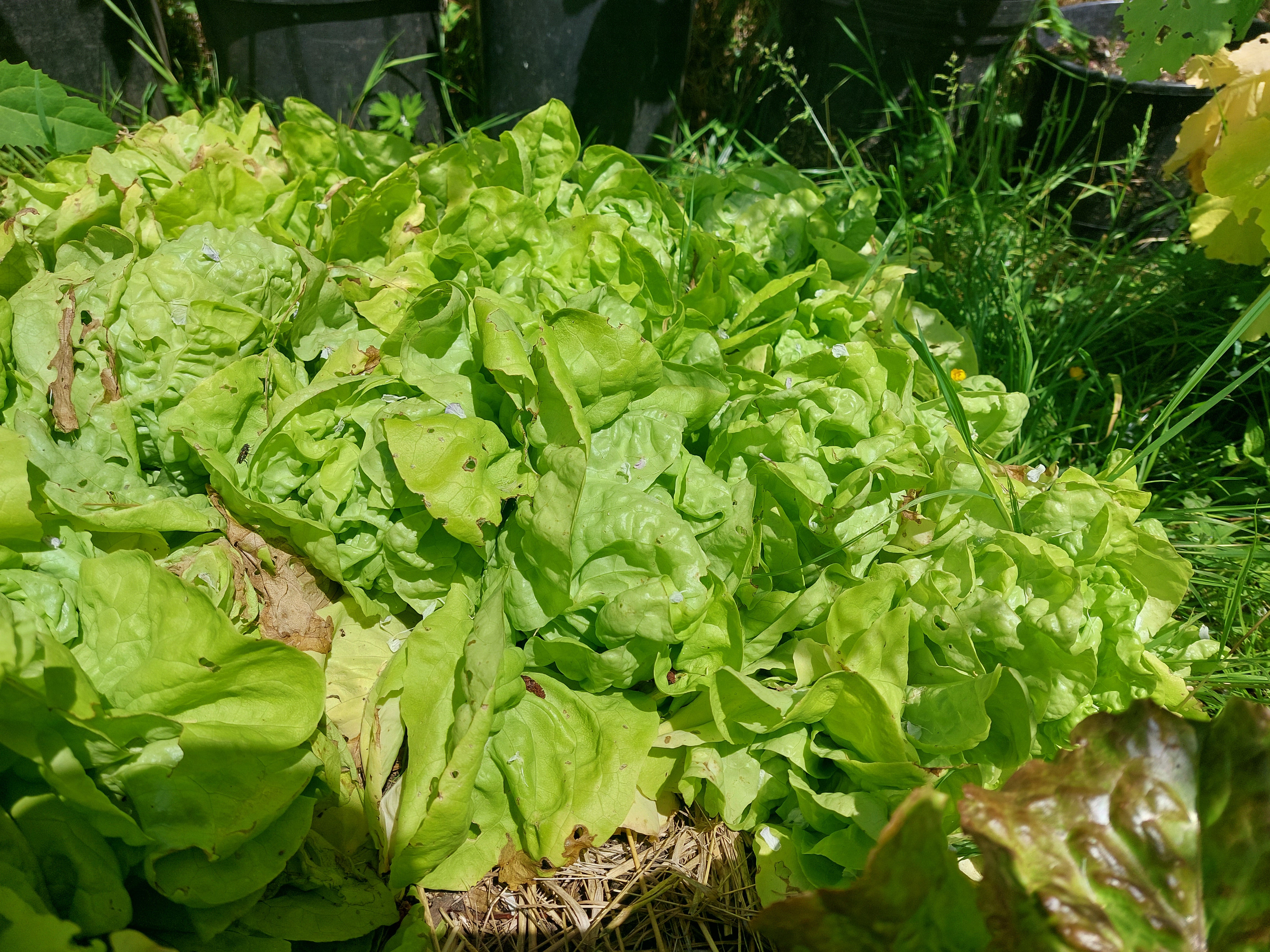 Lednicky Butterhead Lettuce - Endangered – Eagleridge Seeds