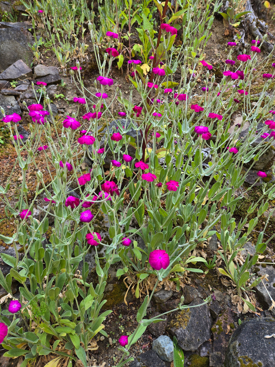 Lychnis Coranaria Perennial Flower – Eagleridge Seeds