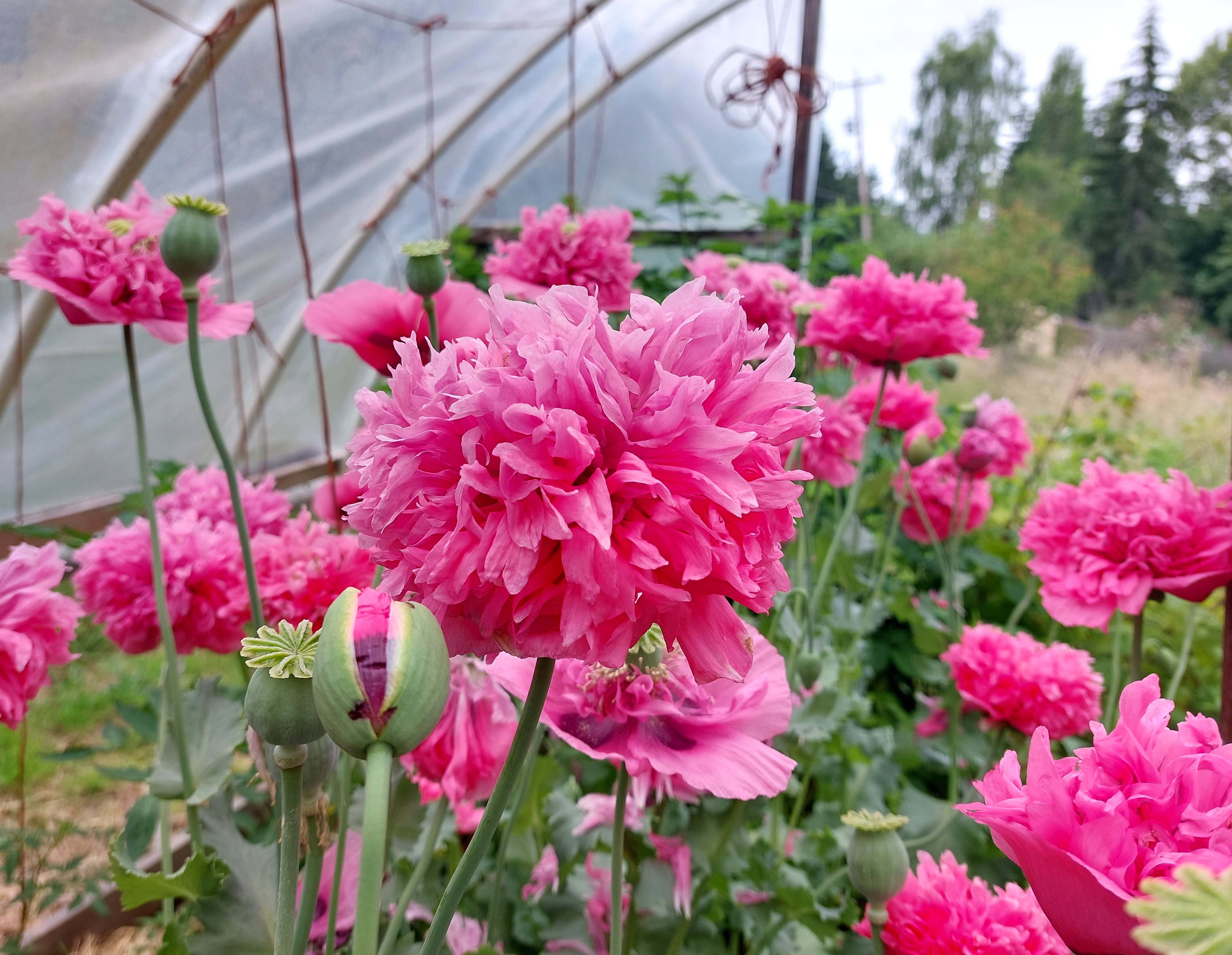 Maggie's Poppy – Eagleridge Seeds