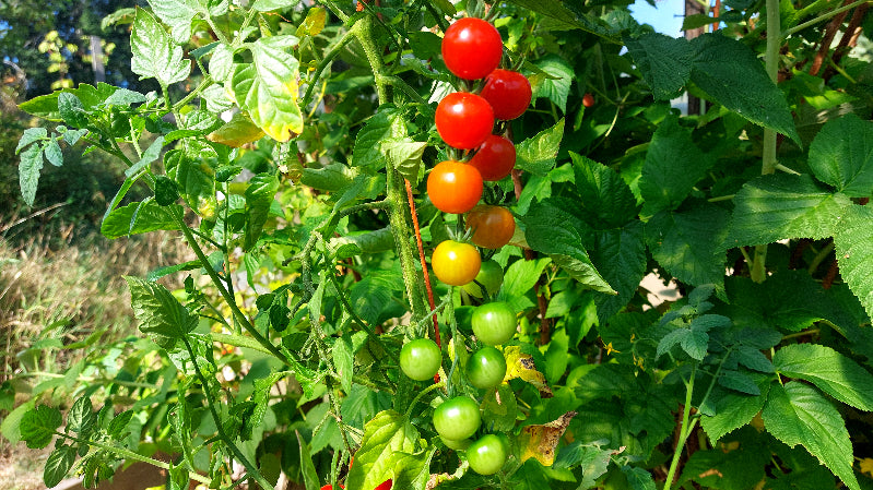 Patio Orange Cherry Tomato – Eagleridge Seeds