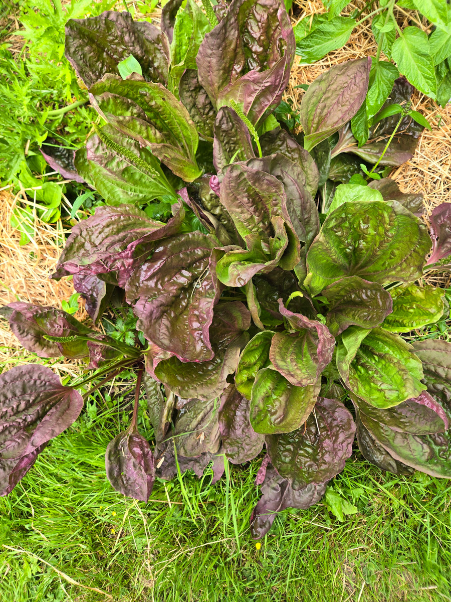 Red Plantain – Eagleridge Seeds