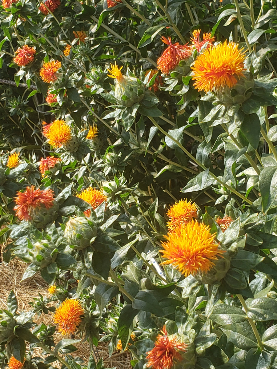 Corrales Azafran Safflower – Eagleridge Seeds