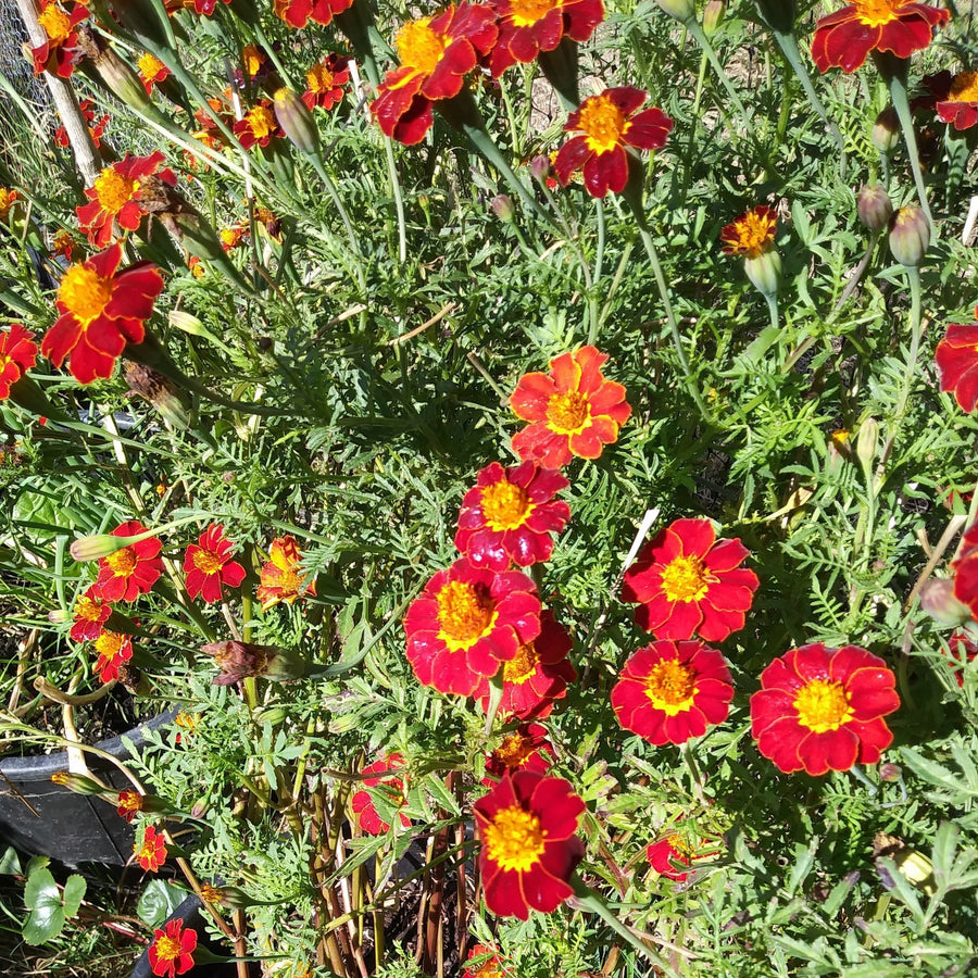 Taj Mahal Marigold Eagleridge Seeds taj-mahal-marigold-eagleridge-seeds