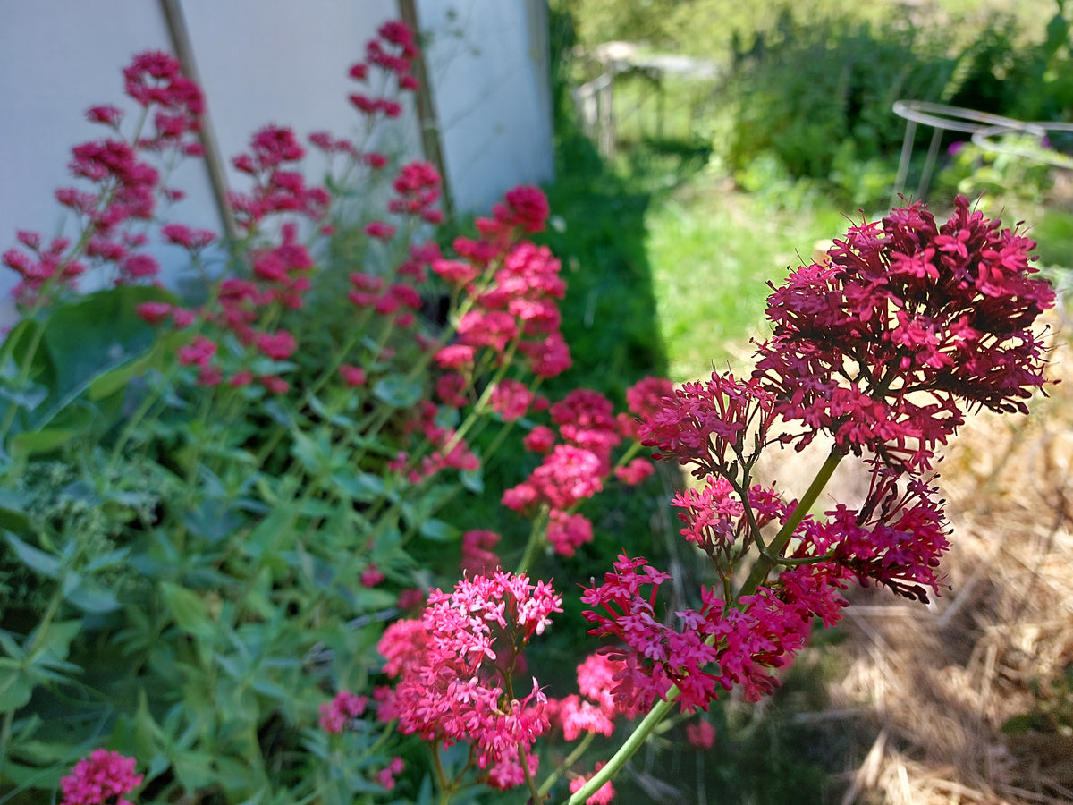 Red Valerian: Jupiter's Beard – Eagleridge Seeds