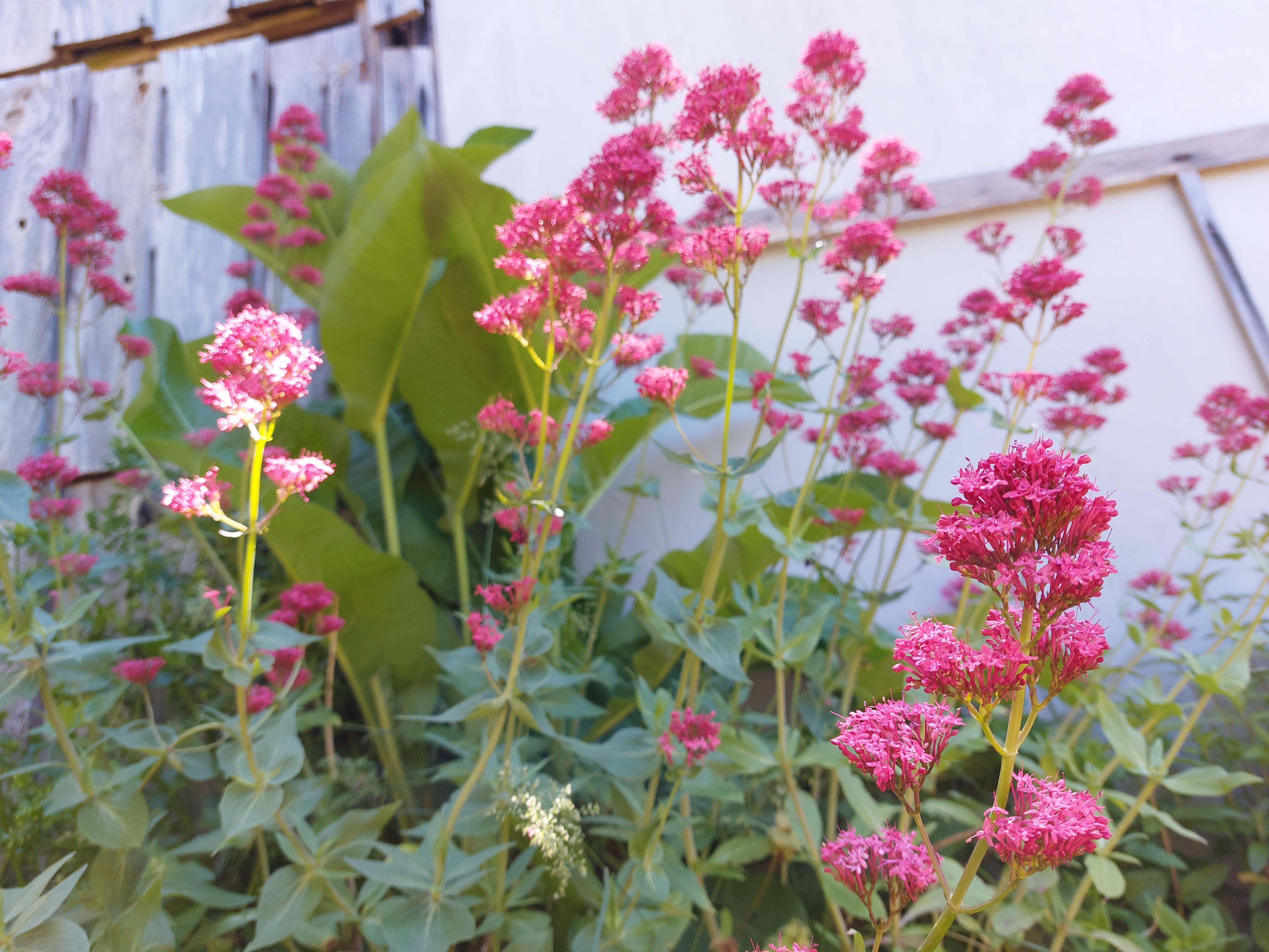 Red Valerian: Jupiter's Beard – Eagleridge Seeds