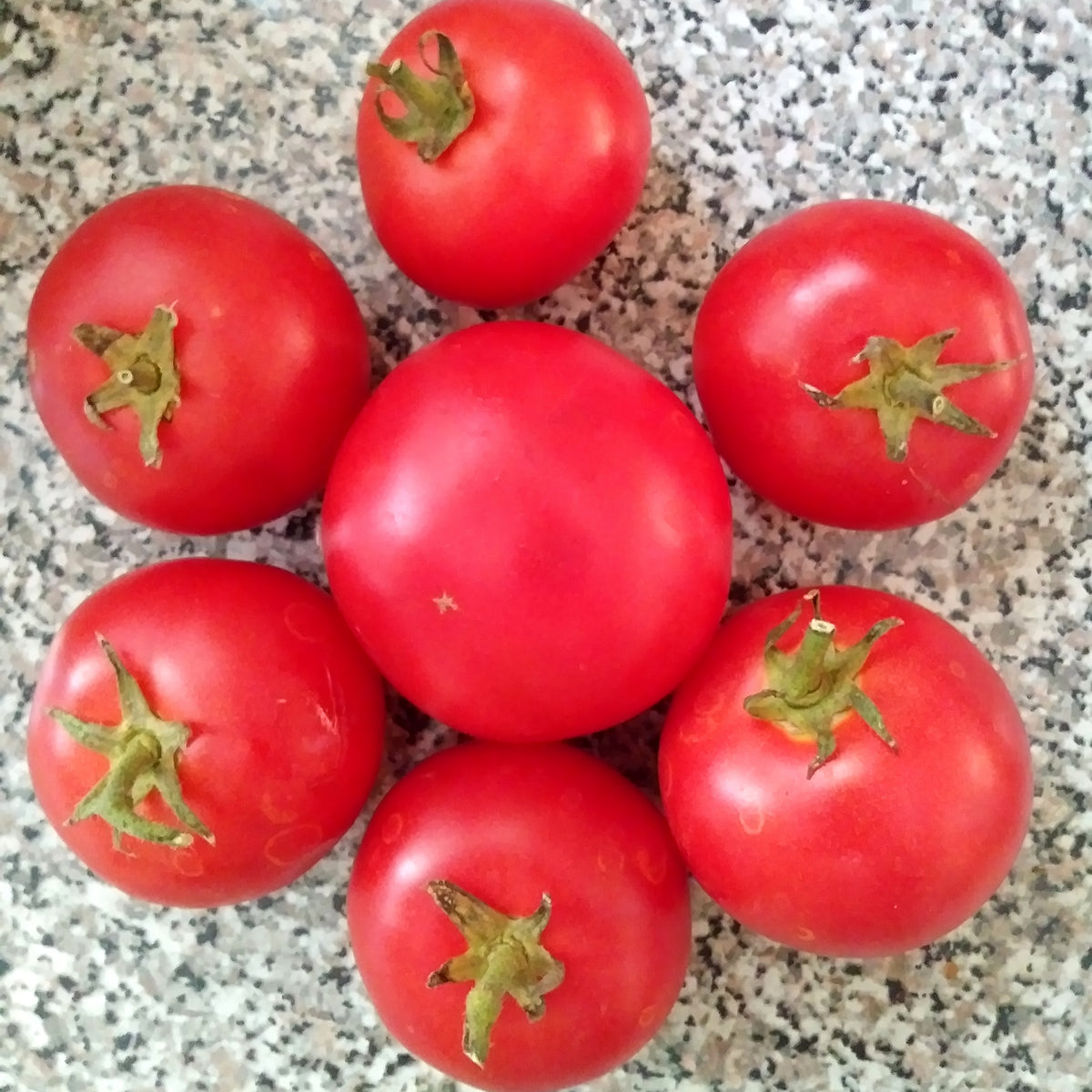 Bonny Best Tomato – Eagleridge Seeds