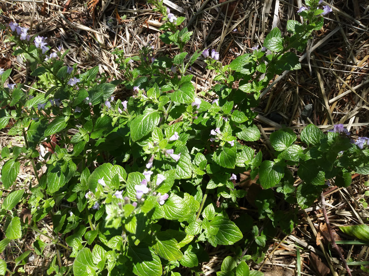 Calamint – Eagleridge Seeds