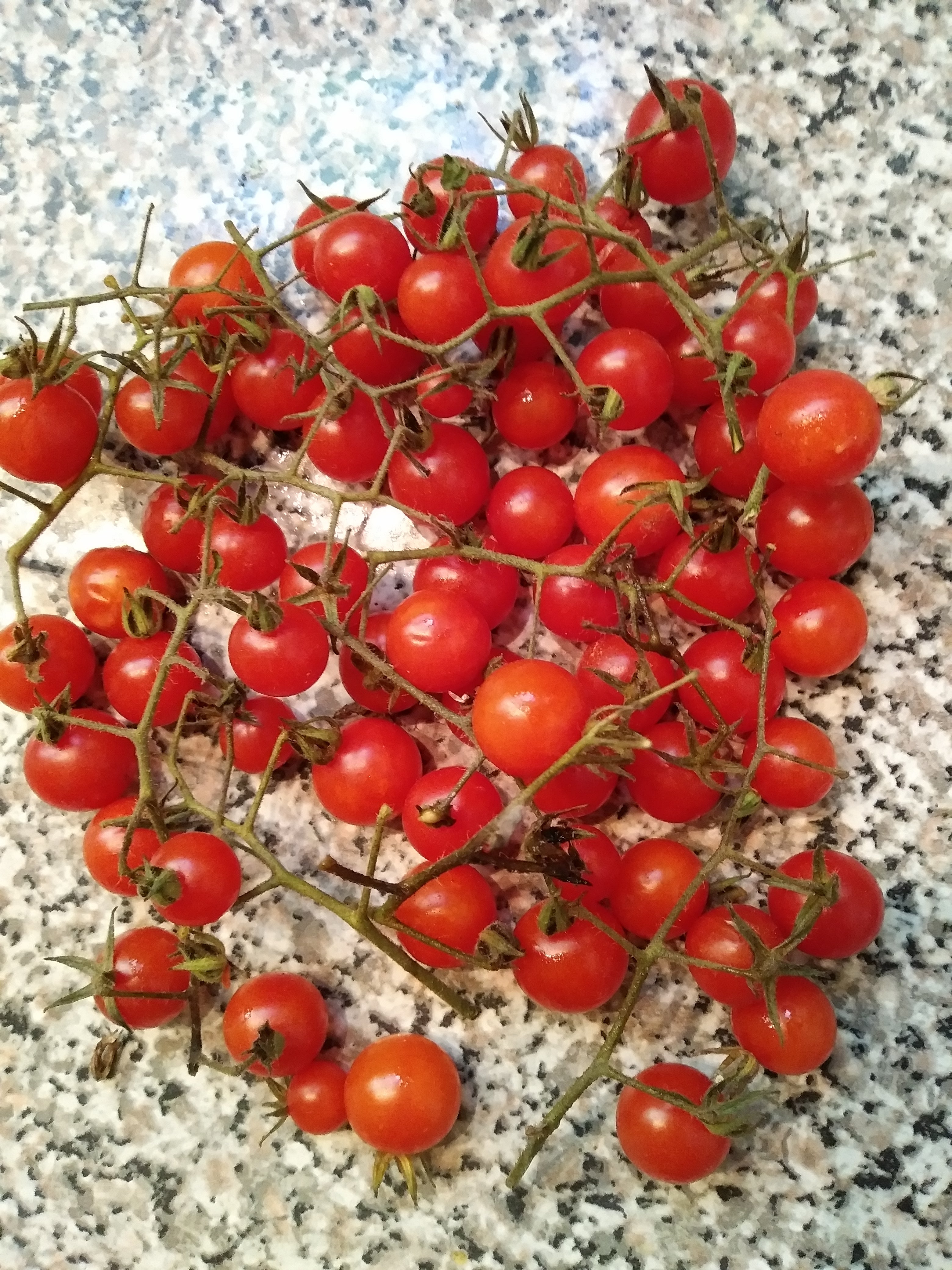 Cuatomate Ancient Tomato – Eagleridge Seeds