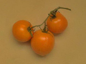 Earl of Edgecombe Main Season Bush Tomato – Eagleridge Seeds