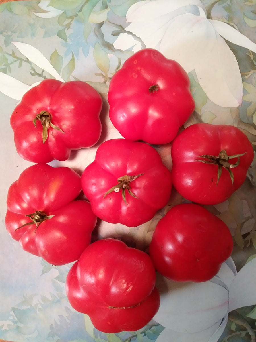 Early Large Red Tomato – Eagleridge Seeds