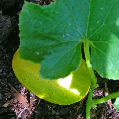 Early Russian Cucumber – Eagleridge Seeds