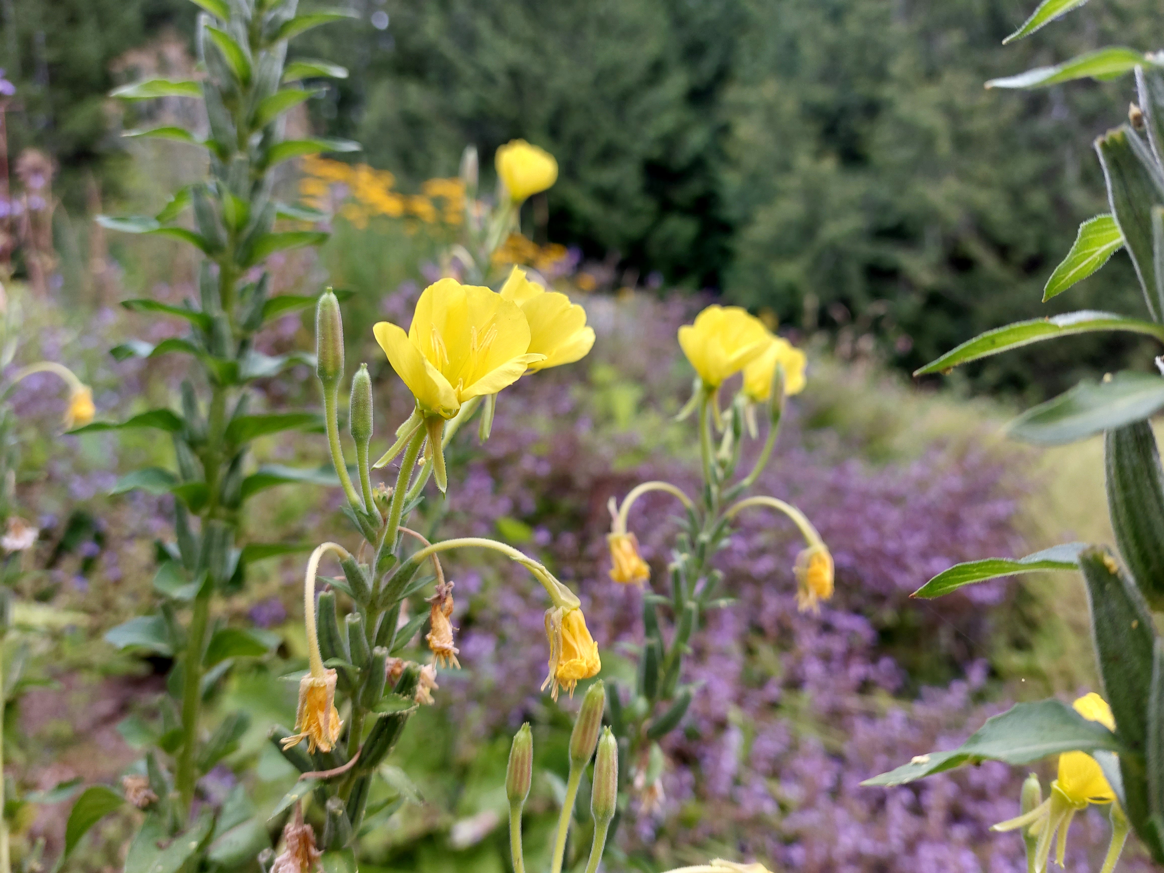 Evening Primrose – Eagleridge Seeds