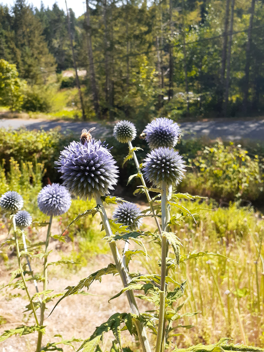 Echinops Ritro – Eagleridge Seeds