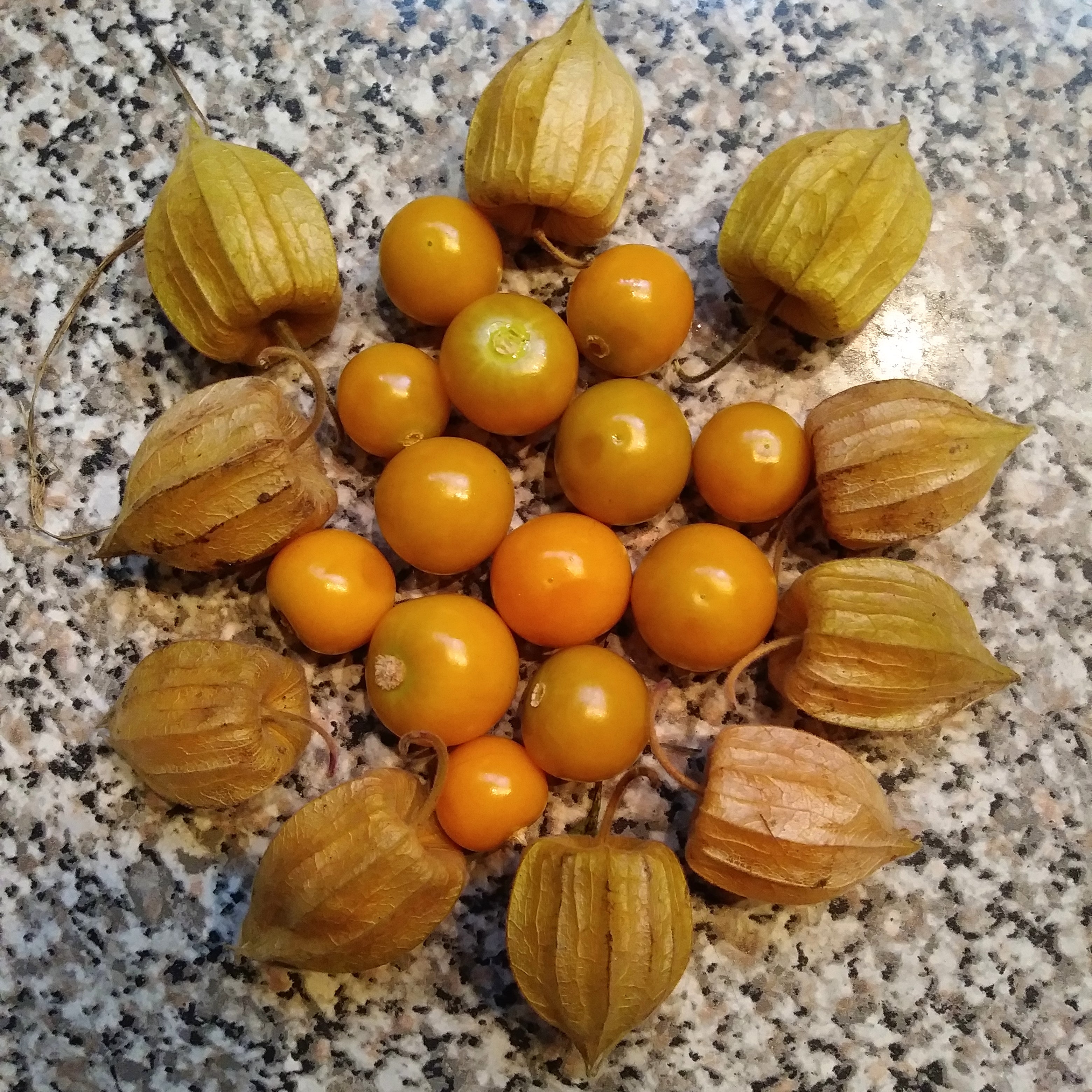 Goldenberry – Eagleridge Seeds