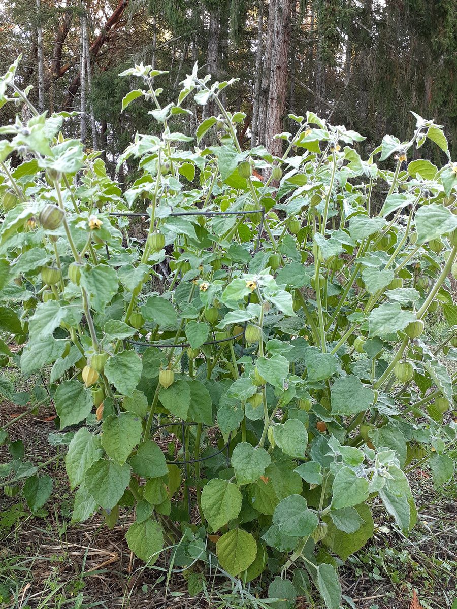 Goldenberry – Eagleridge Seeds