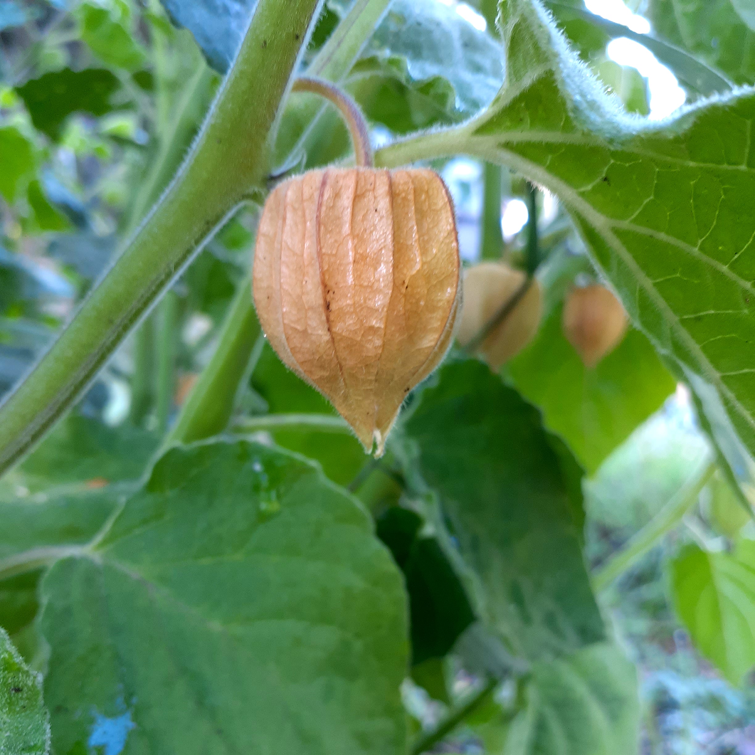 Goldenberry – Eagleridge Seeds