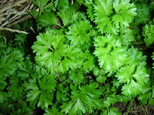 Parcel – Eagleridge Seeds