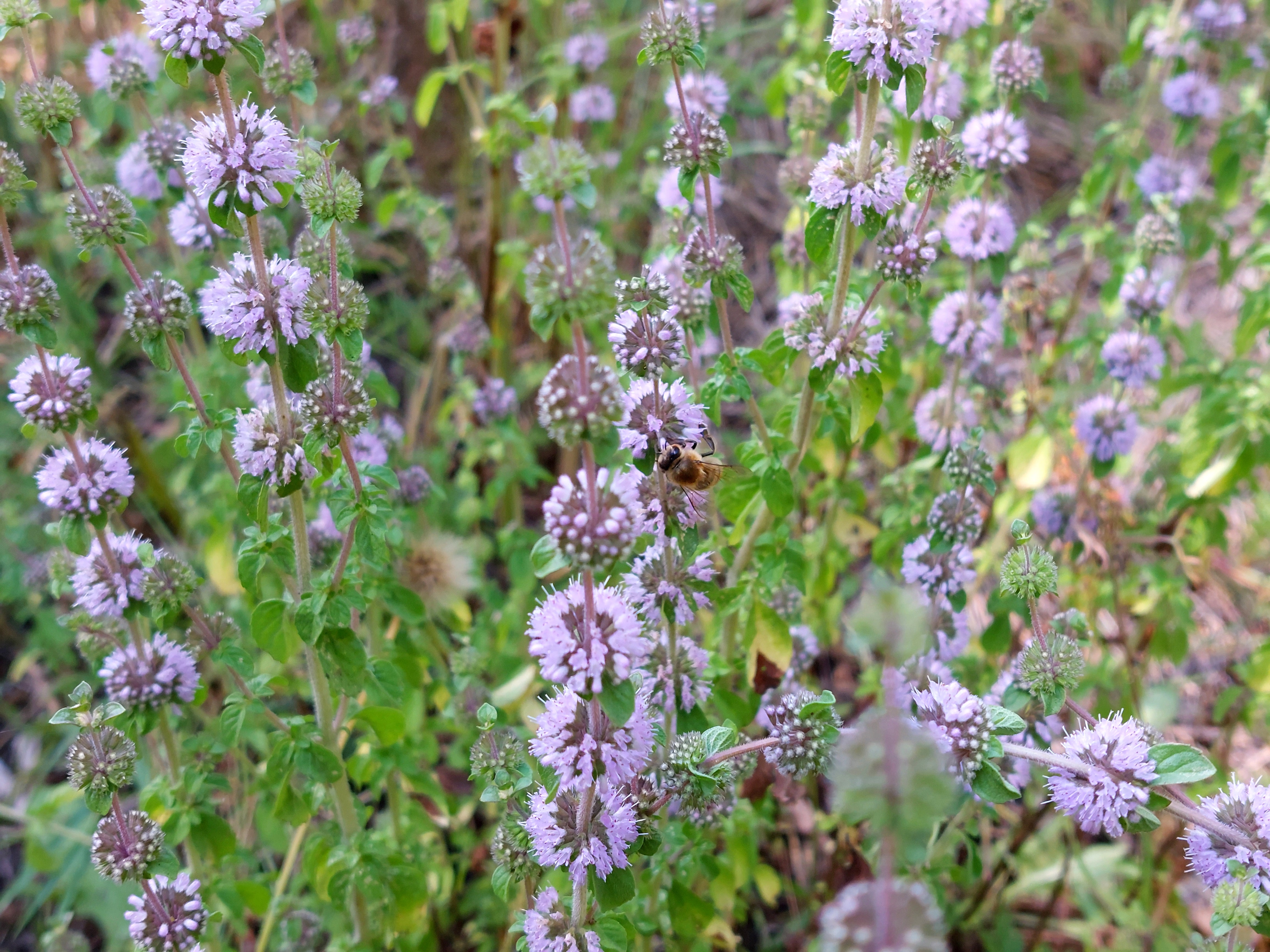 Pennyroyal – Eagleridge Seeds