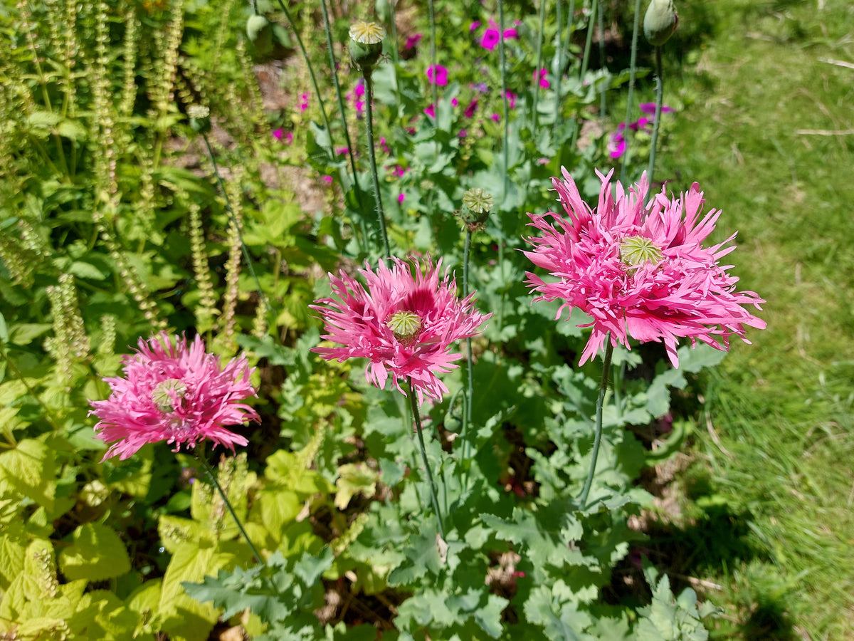 Pink Frilly Poppy – Eagleridge Seeds