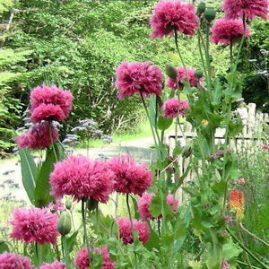 Pink Frilly Poppy – Eagleridge Seeds