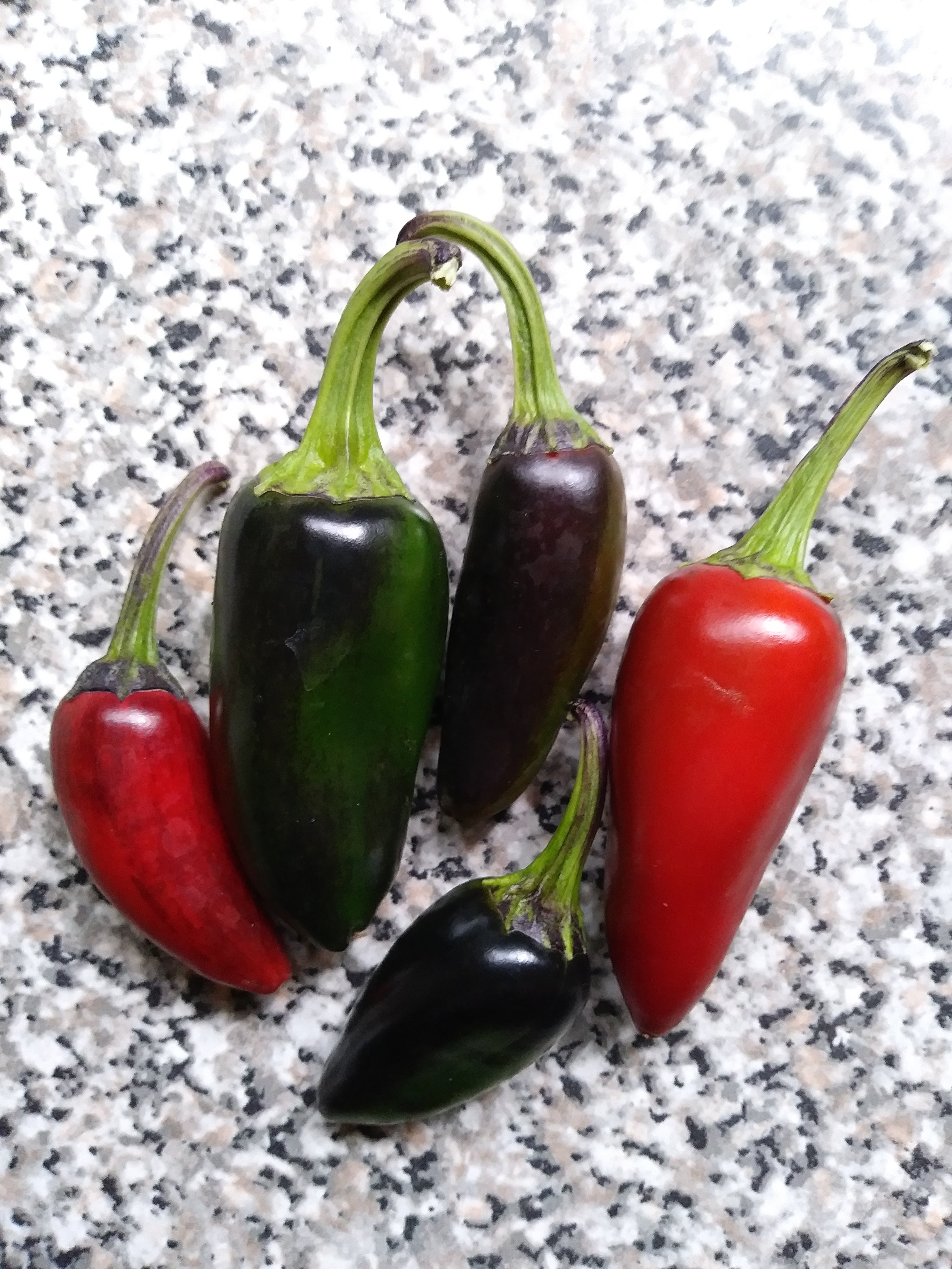 Purple Jalapeno Hot Pepper – Eagleridge Seeds