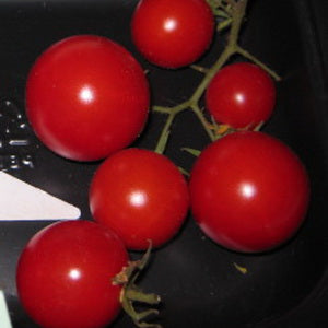 Pusa Ruby Cherry Tomato – Eagleridge Seeds