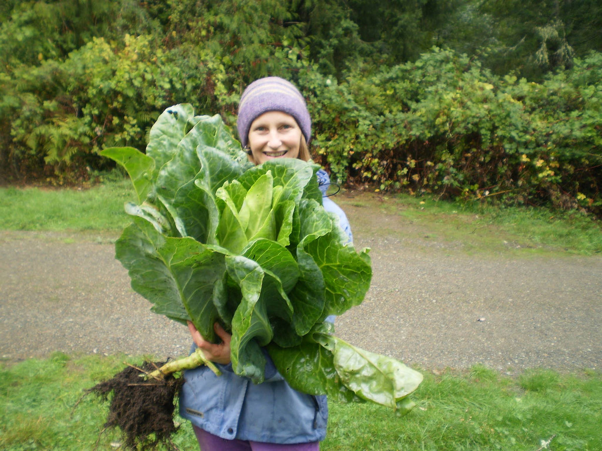 Filderkraut Cabbage – Eagleridge Seeds