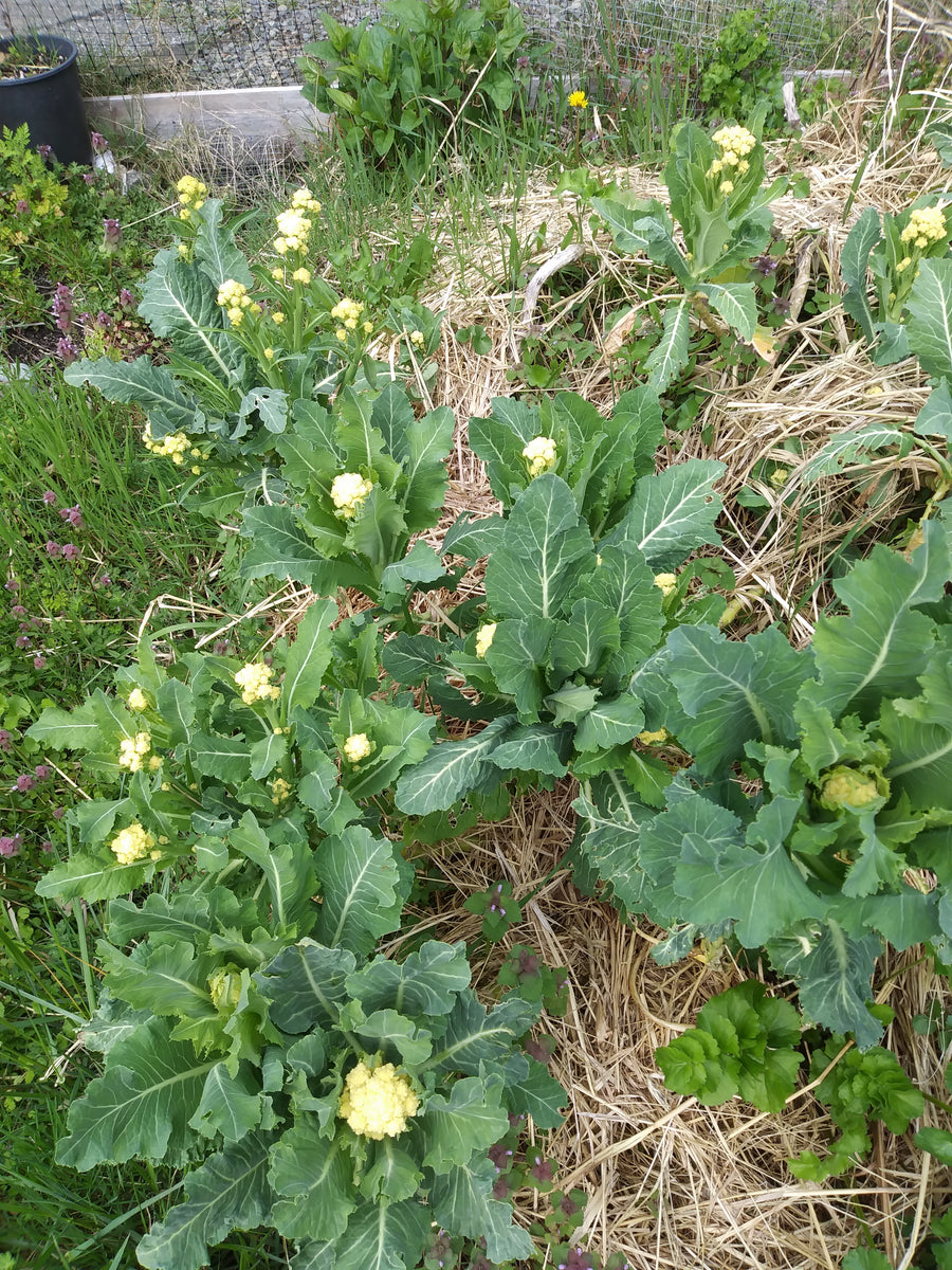 Nine Star Broccoli – Eagleridge Seeds