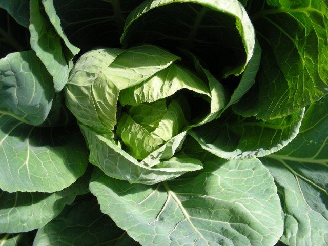 Pixie Cabbage – Eagleridge Seeds