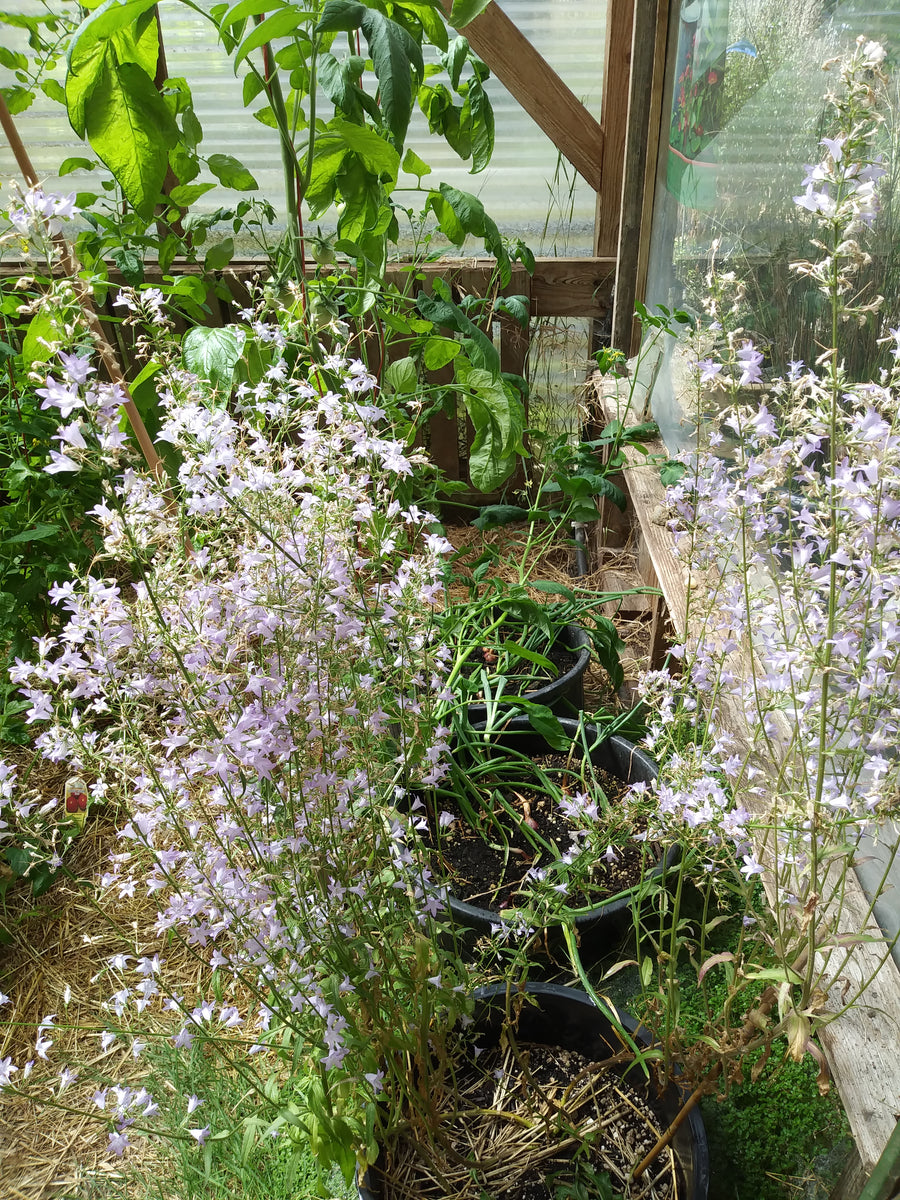 Rampion – Eagleridge Seeds