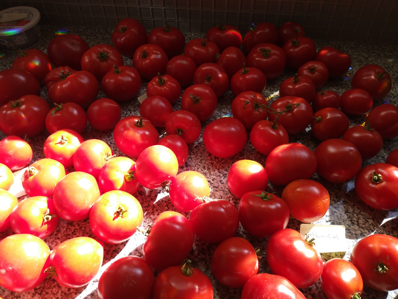 Salt Spring Sunrise Early Bush Tomato – Eagleridge Seeds